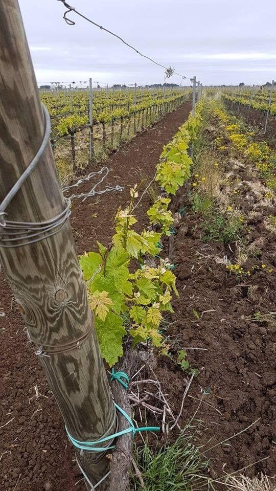 Ancora ladri nelle terre del Primitivo